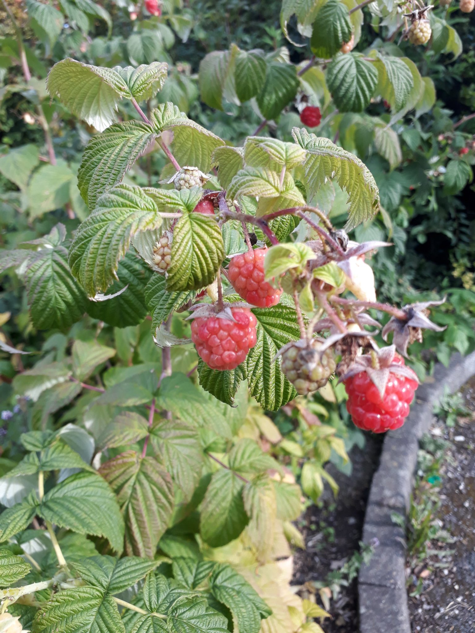 Raspberry | Veg On The Edge